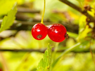 Marjoja vadelma punainen viinimarja karviainen
